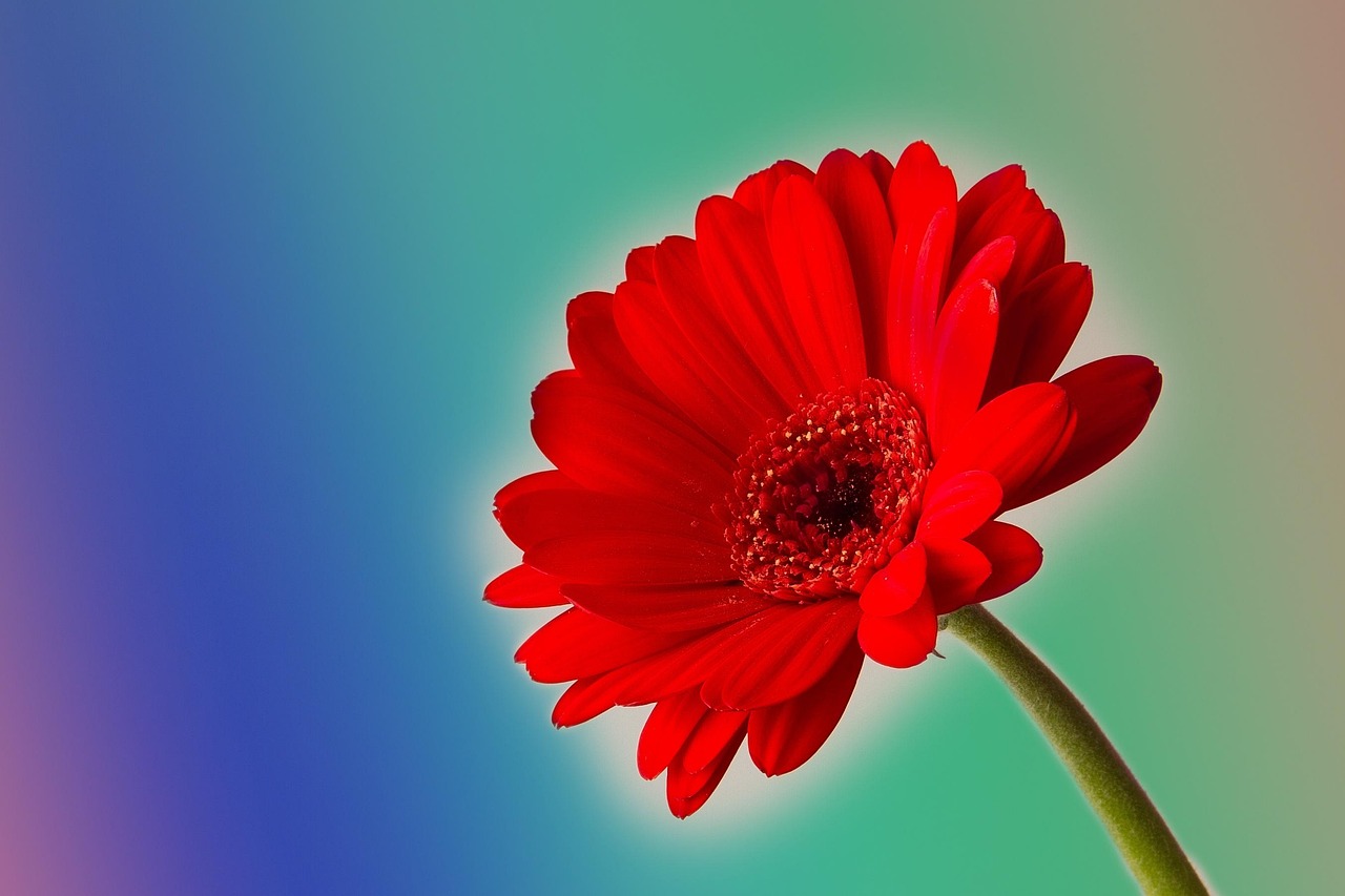 Flor Naturaleza Planta El - Foto gratis en Pixabay - Pixabay