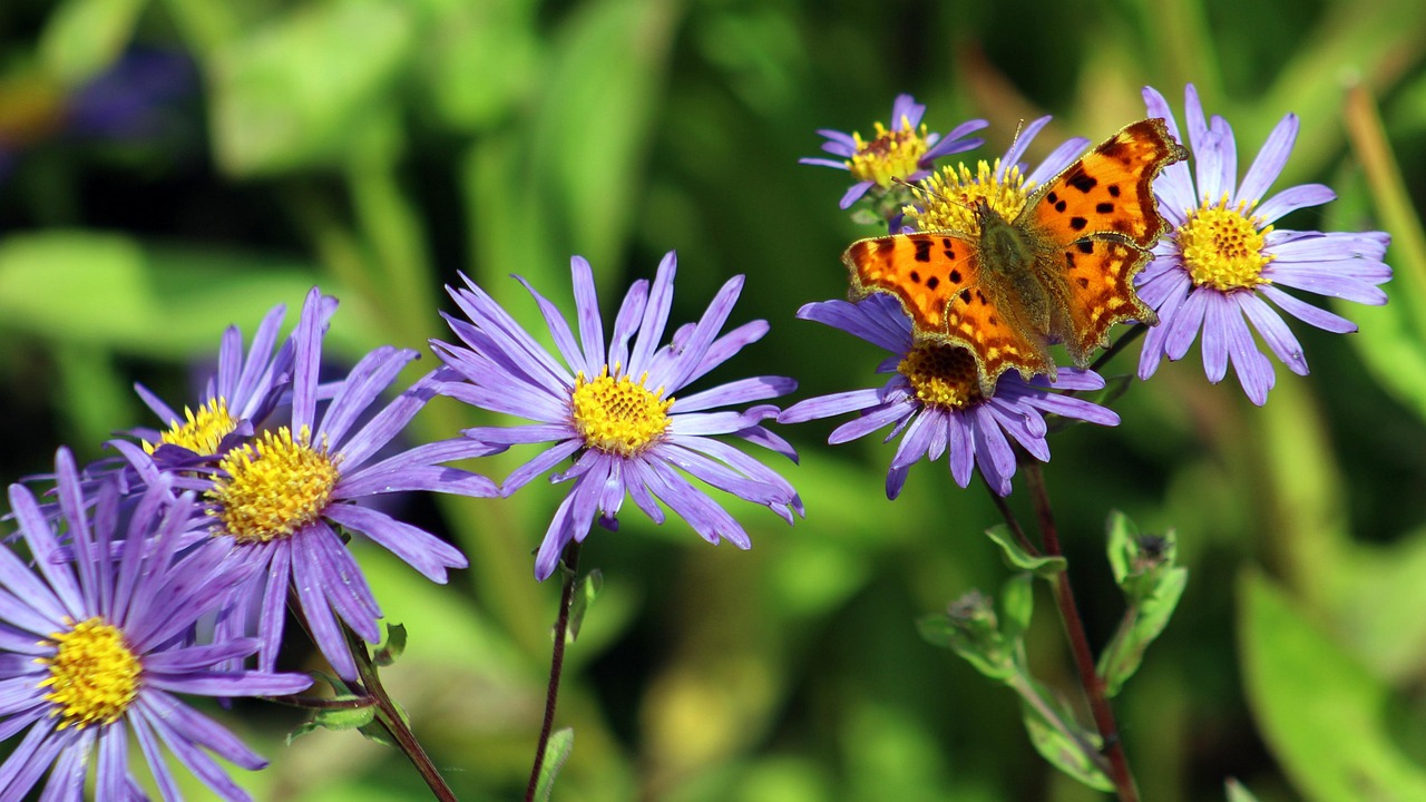 Naturaleza Flor Flora El - Foto gratis en Pixabay - Pixabay