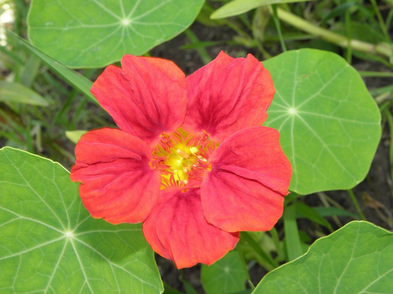 Fleur Capucine La Nature - Photo gratuite sur Pixabay - Pixabay
