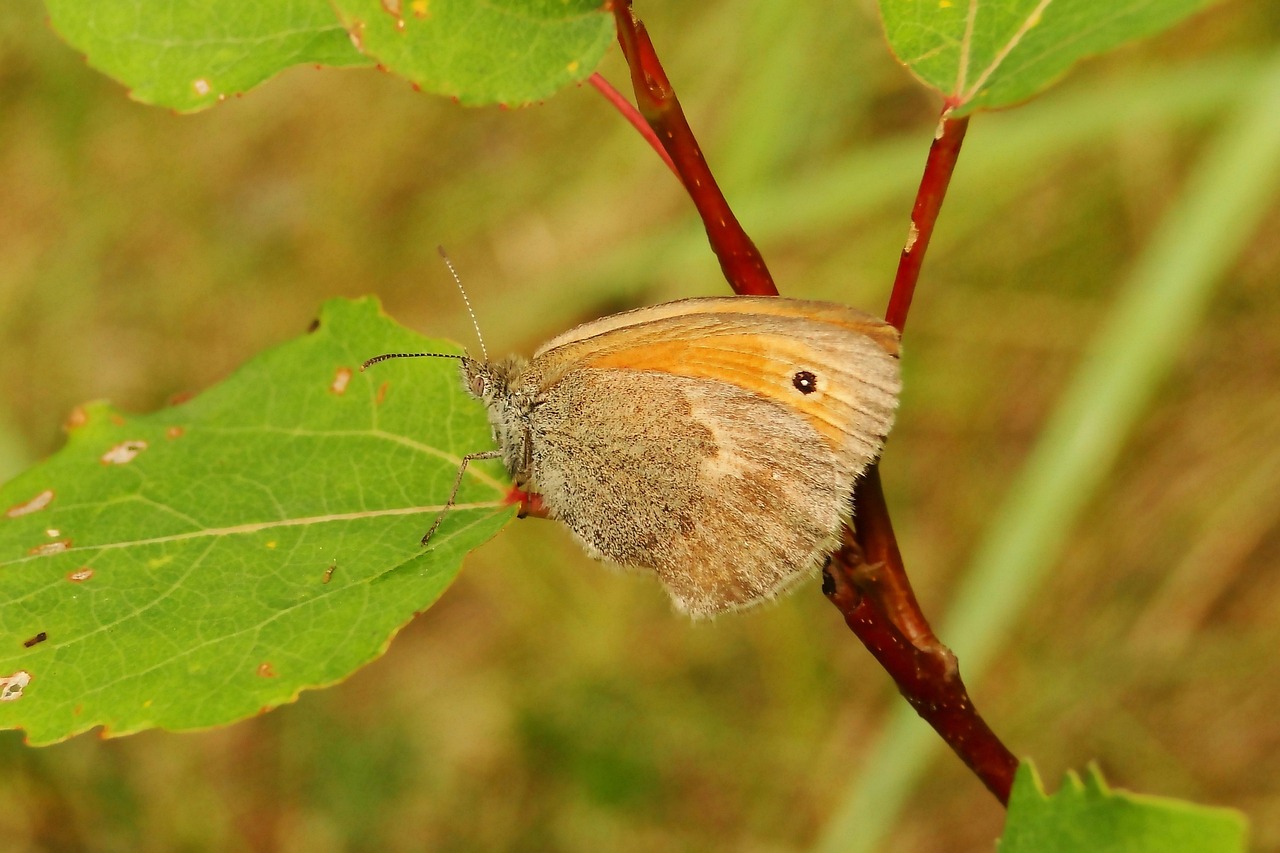 Nature Feuille Insecte - Photo gratuite sur Pixabay - Pixabay