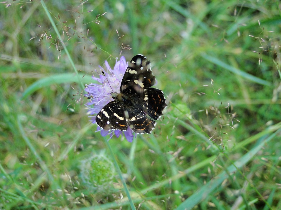 Nature Insect Outside - Free photo on Pixabay