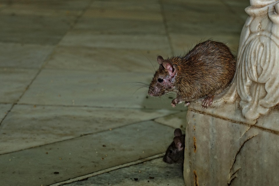Karni-Mata-Temple Rat Nature - Free photo on Pixabay
