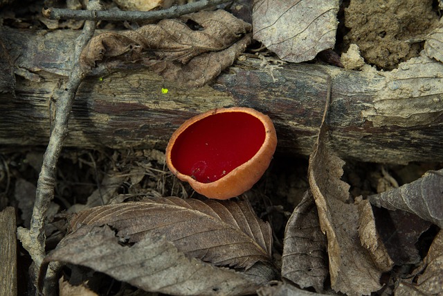 Wood Nature Food - Free photo on Pixabay