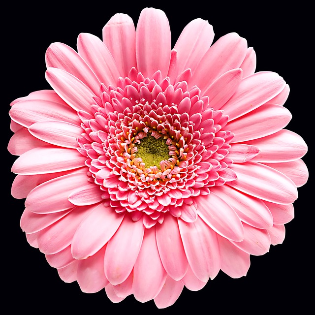 Bunga Daun Tanaman - Foto gratis di Pixabay - Pixabay