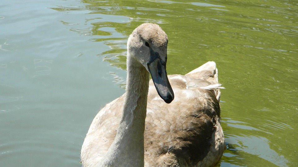 Cisne Blanco Ave Acuática - Foto gratis en Pixabay - Pixabay