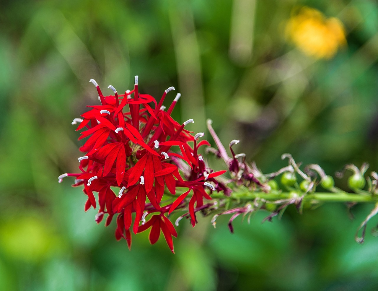Natureza Flor Flora Ao Ar - Foto gratuita no Pixabay - Pixabay