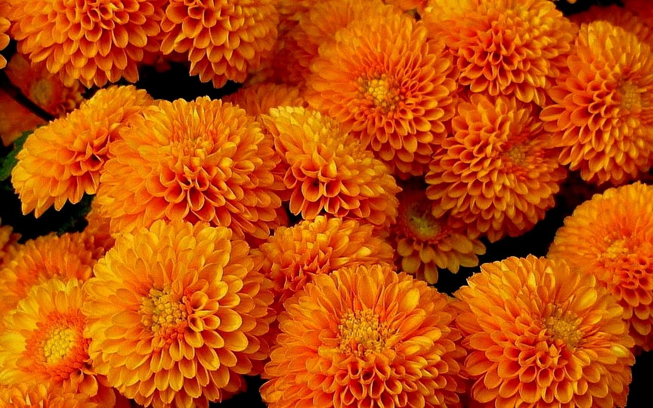 Flower Nature Flora - Free photo on Pixabay - Pixabay