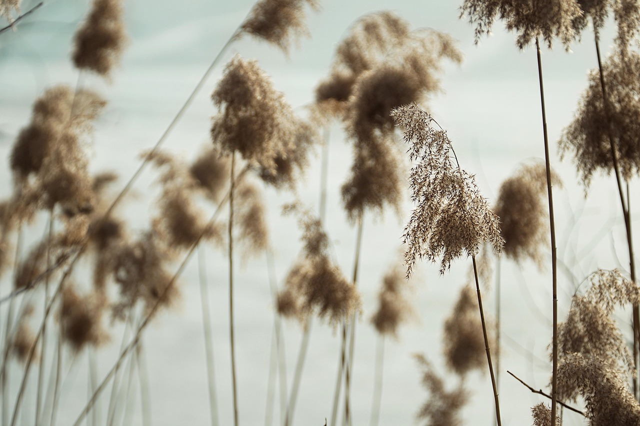 Naturaleza Planta Junco - Foto gratis en Pixabay - Pixabay