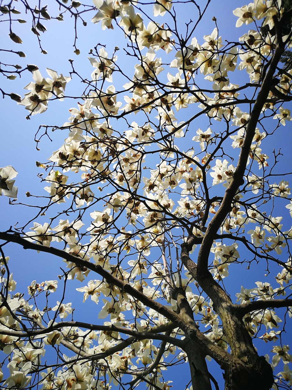 Magnolia Arbre Branche Bois De - Photo gratuite sur Pixabay - Pixabay