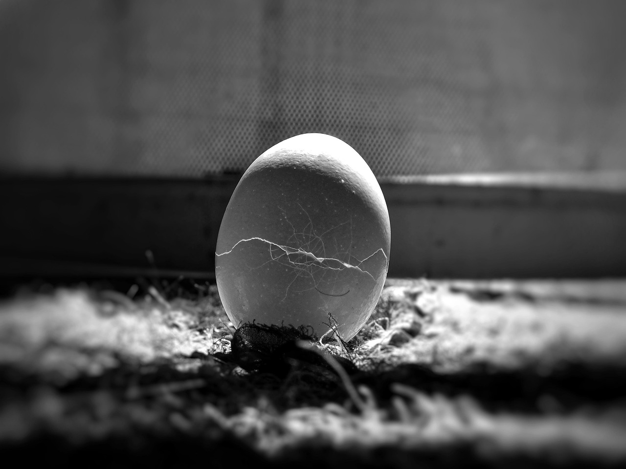 50+ Free Cracked Egg & Egg Images - Pixabay
