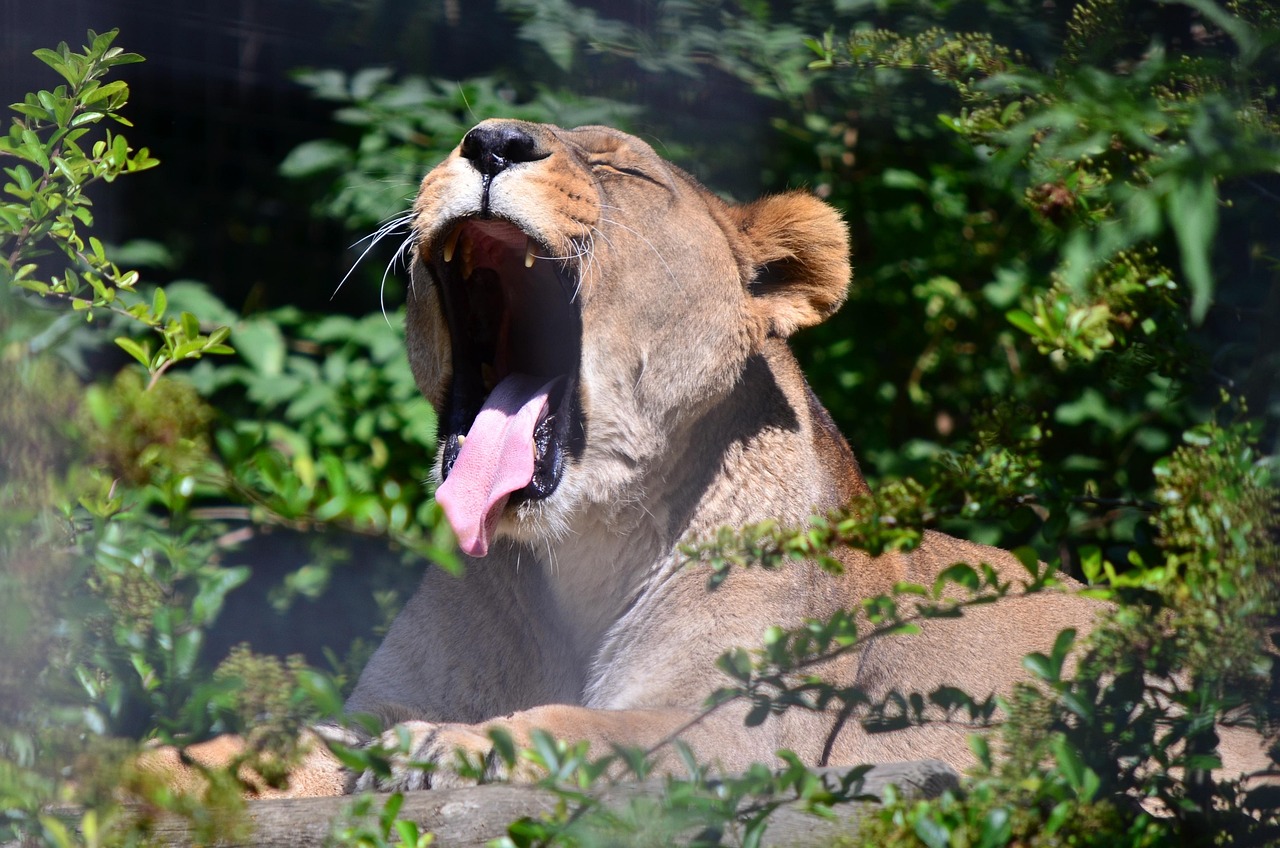 Natureza Animais Selvagens Animal - Foto gratuita no Pixabay - Pixabay