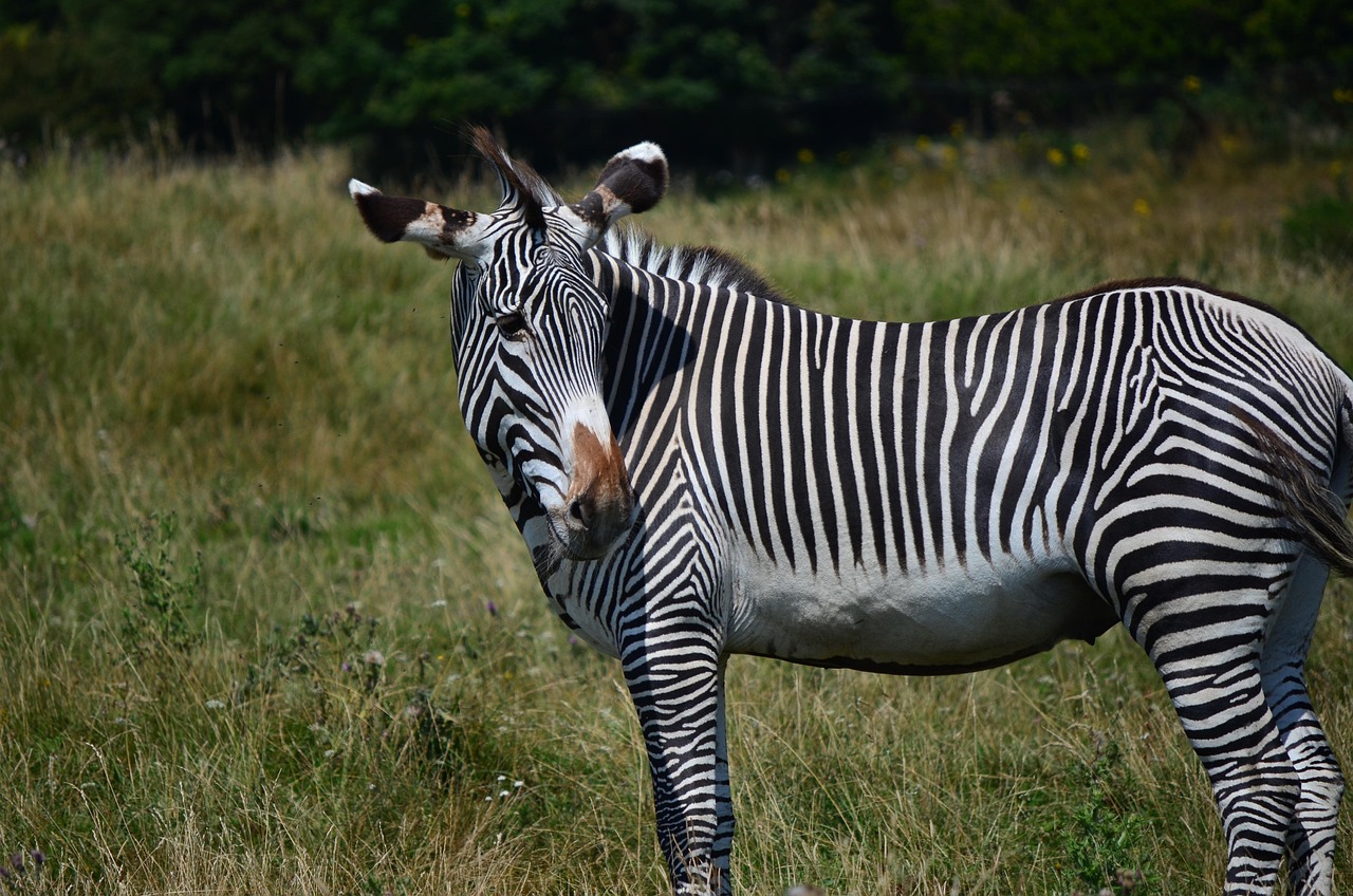 Fauna Silvestre Mamífero Animal - Foto gratis en Pixabay - Pixabay