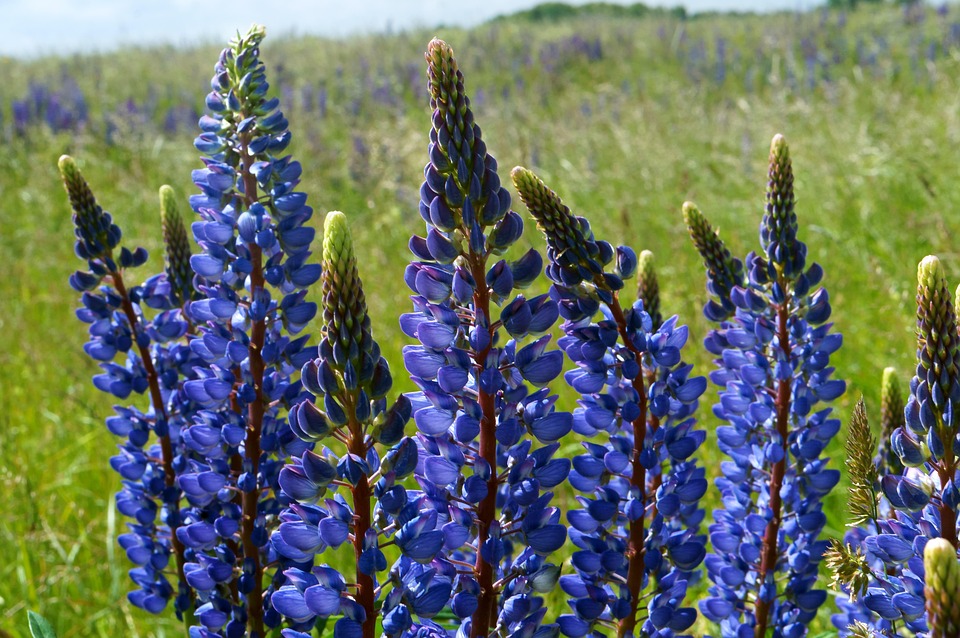 Nature Flower Outdoors - Free photo on Pixabay