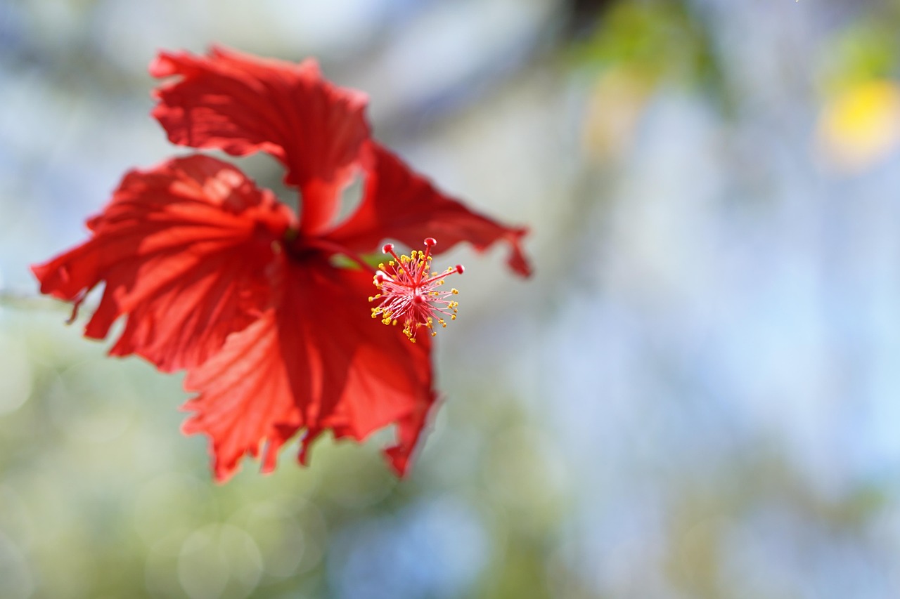 Naturaleza Flor Flora El - Foto gratis en Pixabay - Pixabay