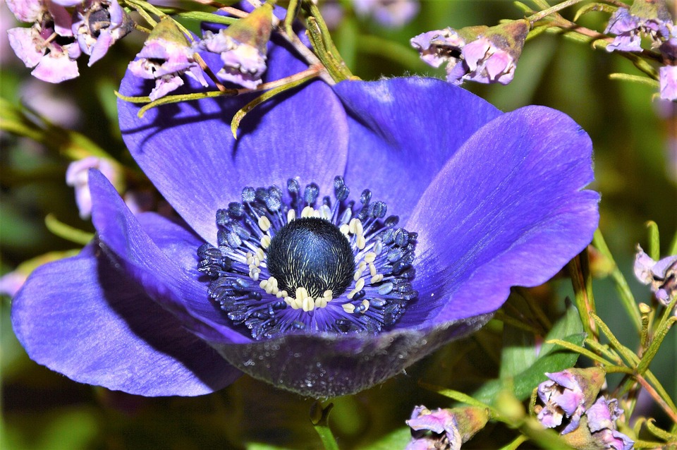 Flower Plant Nature - Free photo on Pixabay