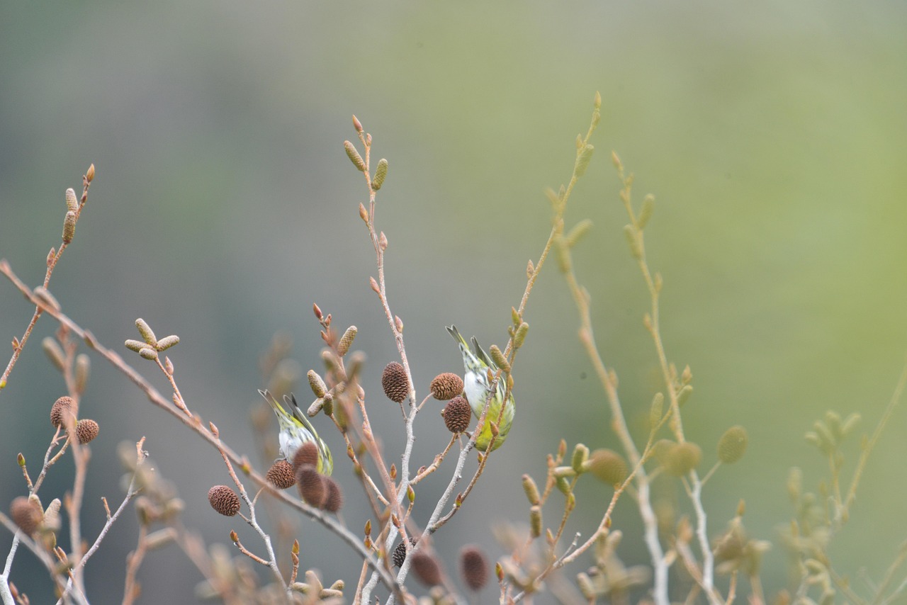 Natural Planta Al Aire Libre - Foto gratis en Pixabay - Pixabay