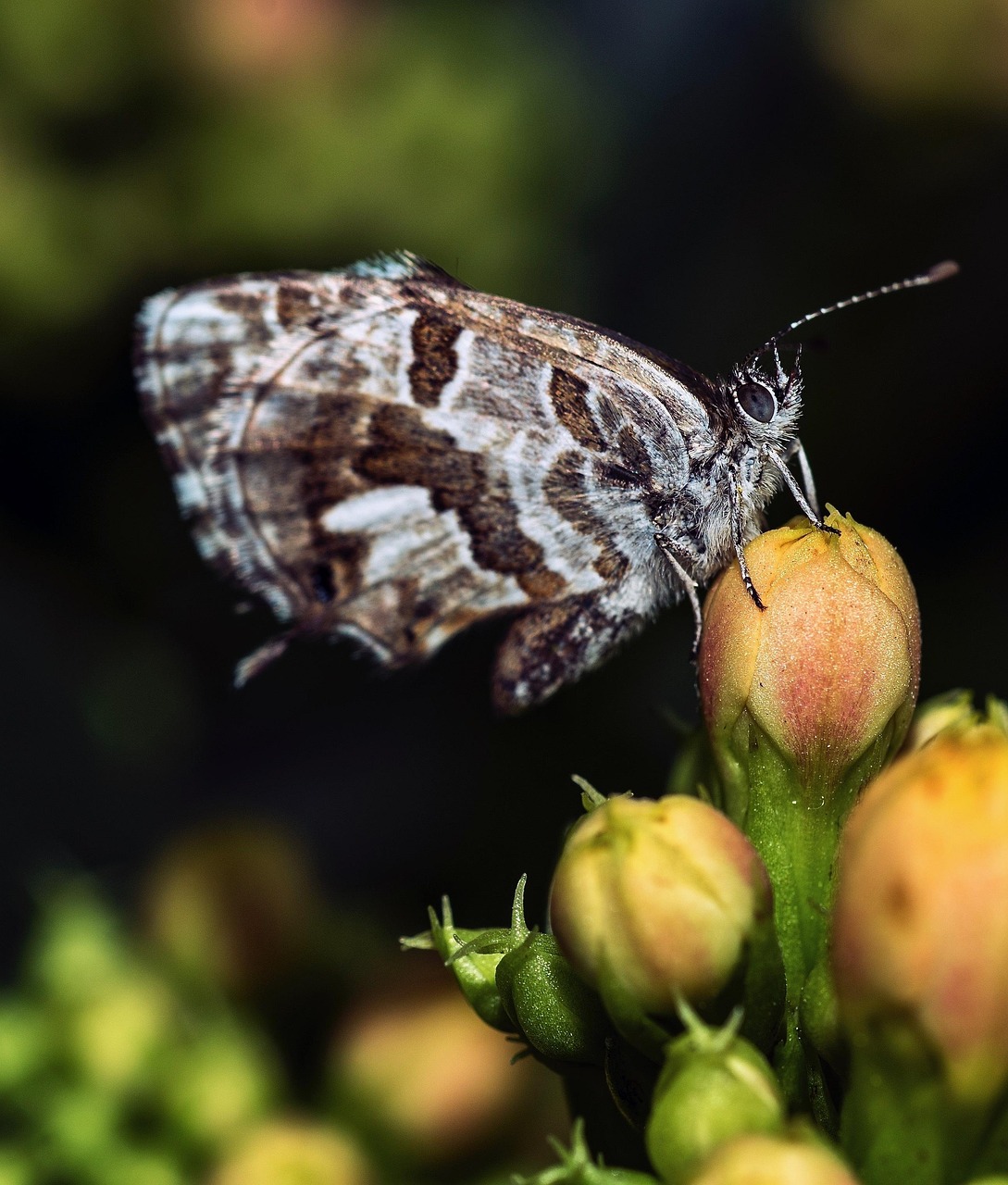 Rhopalocera Natureza Inseto Ao Ar - Foto gratuita no Pixabay - Pixabay