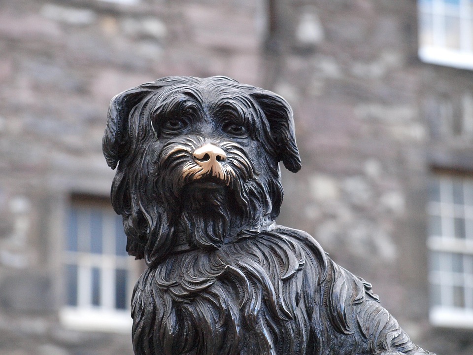 Animal Perro Retrato - Foto gratis en Pixabay - Pixabay