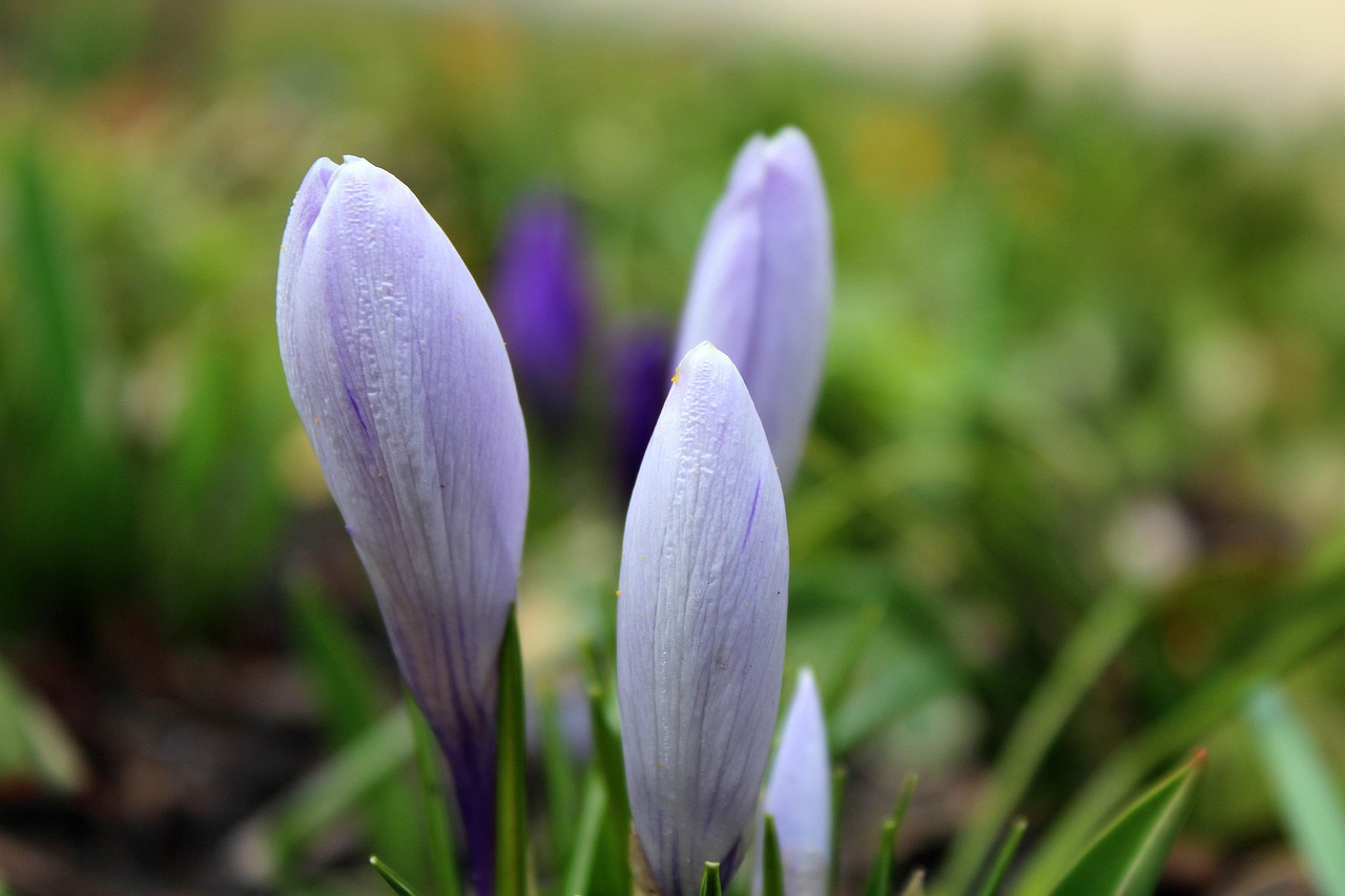 Crocus Fleurs De Printemps Début - Photo gratuite sur Pixabay - Pixabay