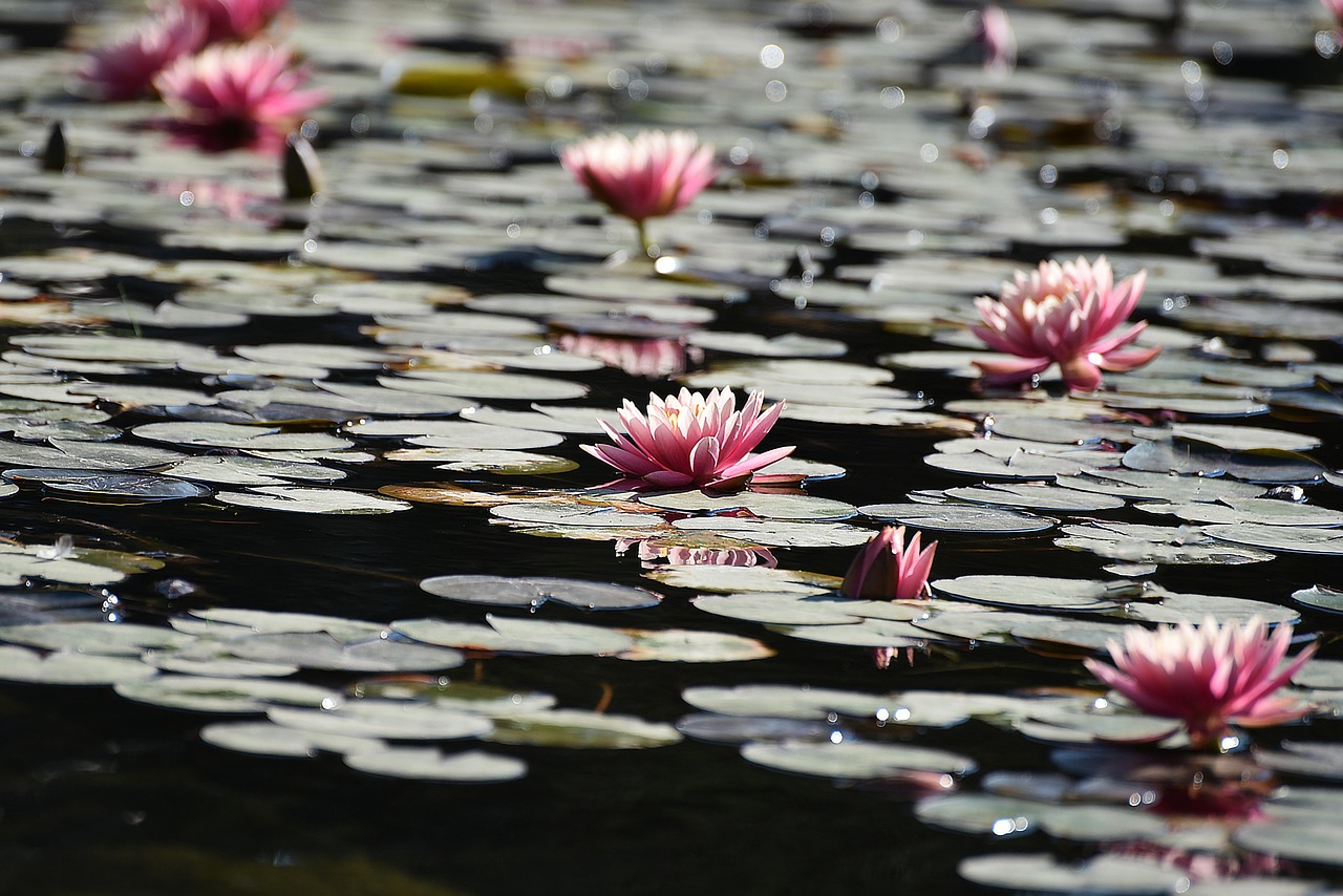 200+ Free Flower Outline & Flower Images - Pixabay