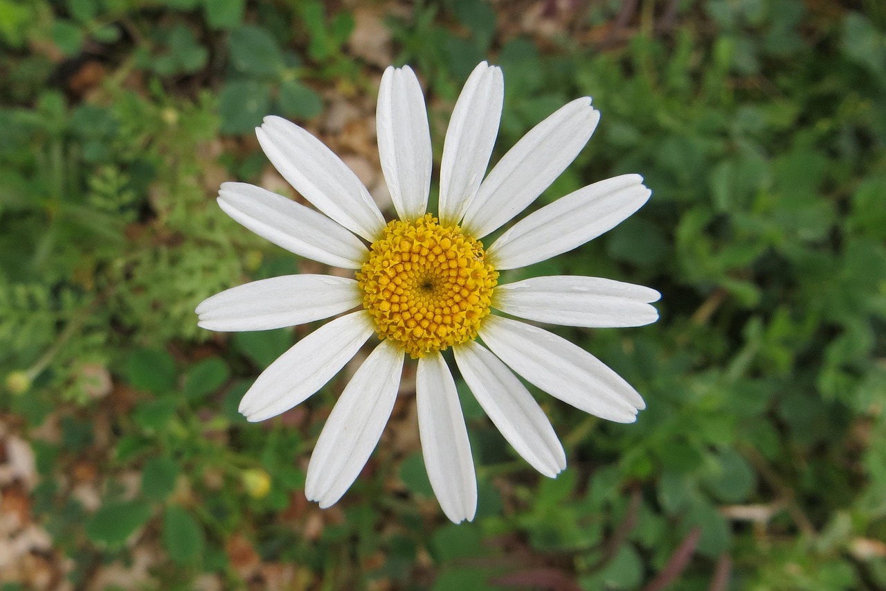 Naturaleza Flora El Verano - Foto gratis en Pixabay