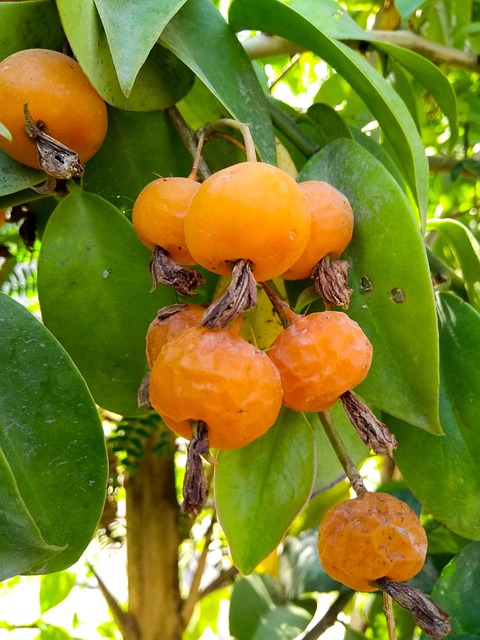 Fruto Comida Hoja - Foto gratis en Pixabay - Pixabay