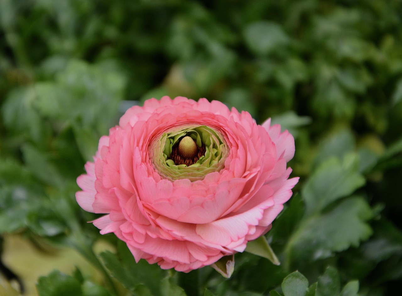 Blomma Flower Buttercup - Gratis foto på Pixabay - Pixabay