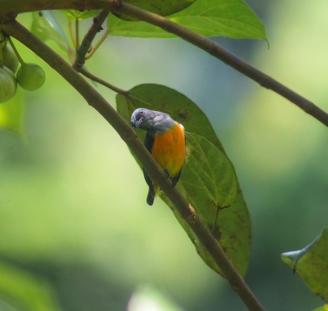 Orange Bellied Flower Pecker Bird - Free photo on Pixabay - Pixabay