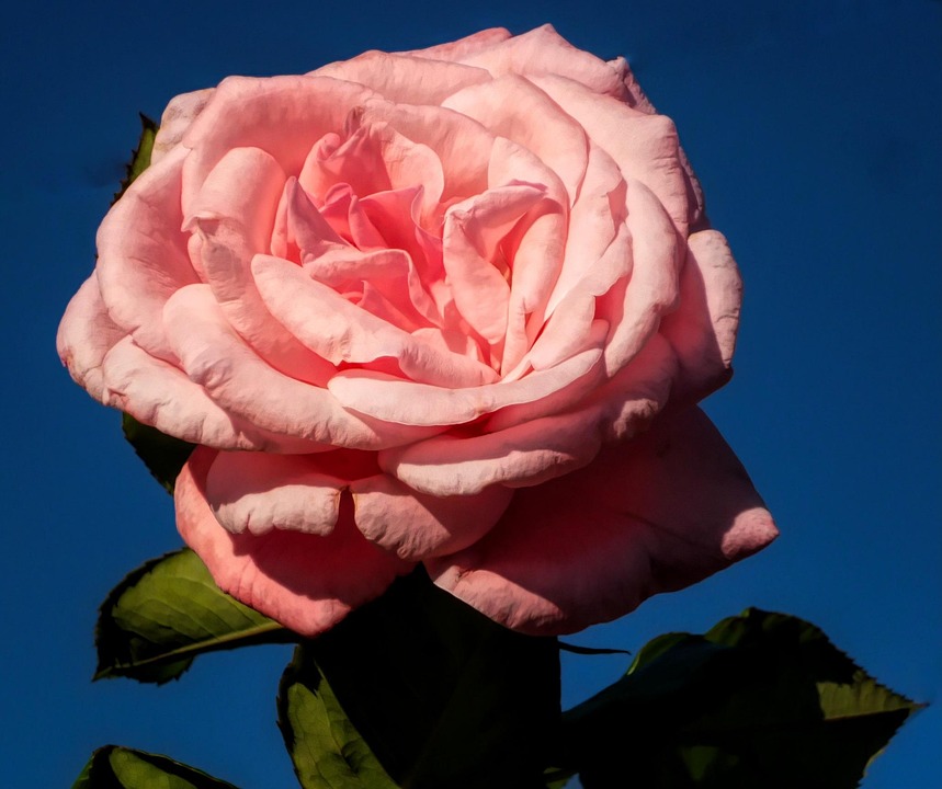Rose Fleur Amour - Photo gratuite sur Pixabay - Pixabay