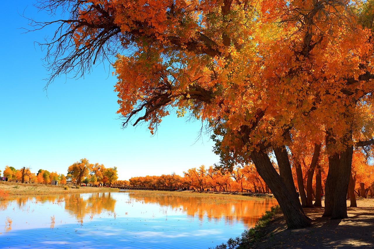 80+ Free Populus & Poplar Images - Pixabay