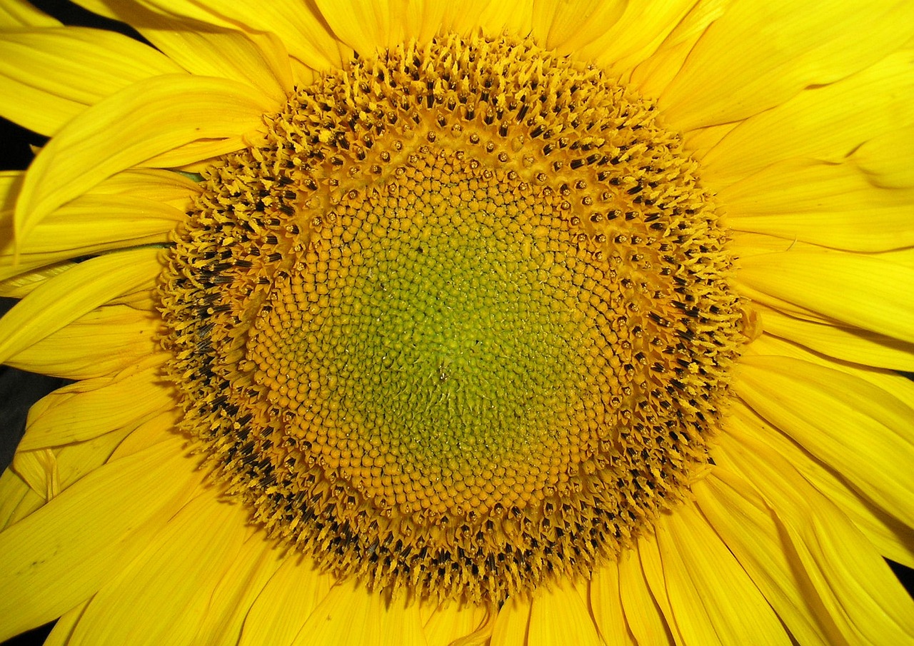 Bunga Matahari Tanaman - Foto gratis di Pixabay - Pixabay