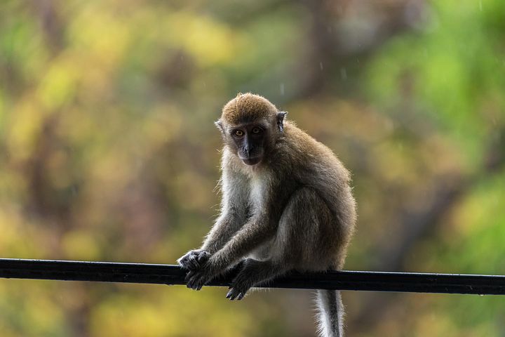 Äffchen Bilder - Kostenlose Bilder herunterladen - Pixabay