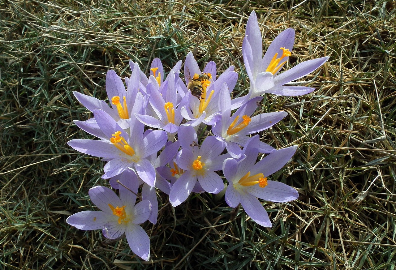 Nature Fleur Crocus - Photo gratuite sur Pixabay - Pixabay