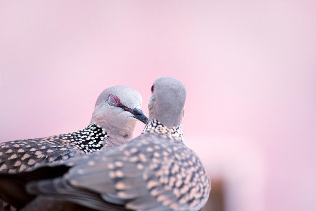 40,000+ Free Love Birds & Love Images - Pixabay