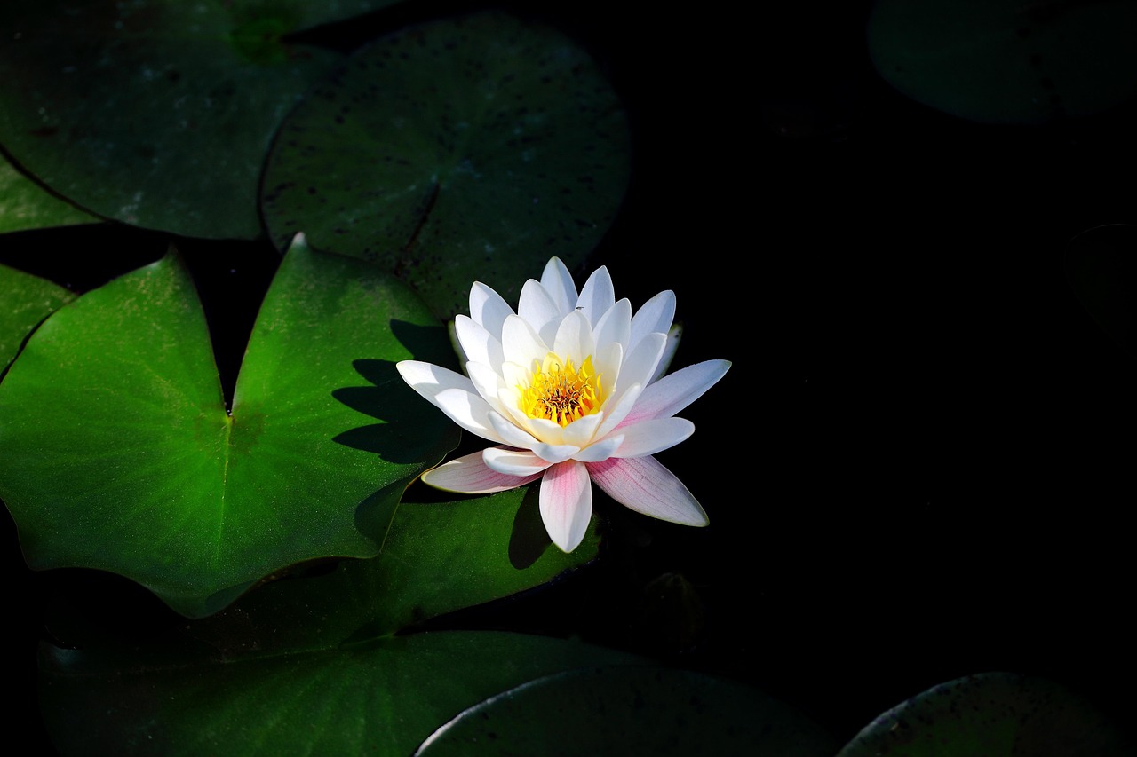 Flower Plant Leaf - Free photo on Pixabay