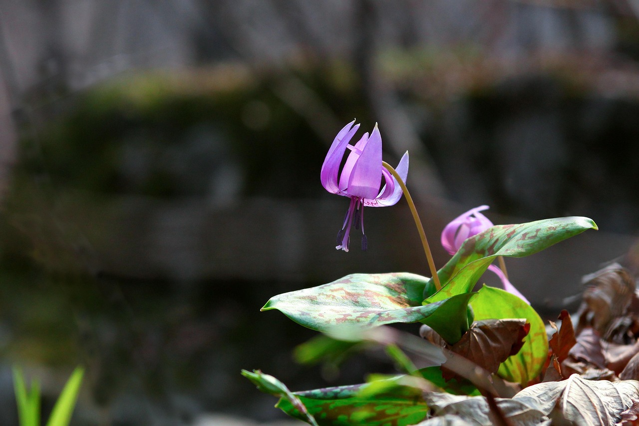Nature Leaf Plant - Free photo on Pixabay