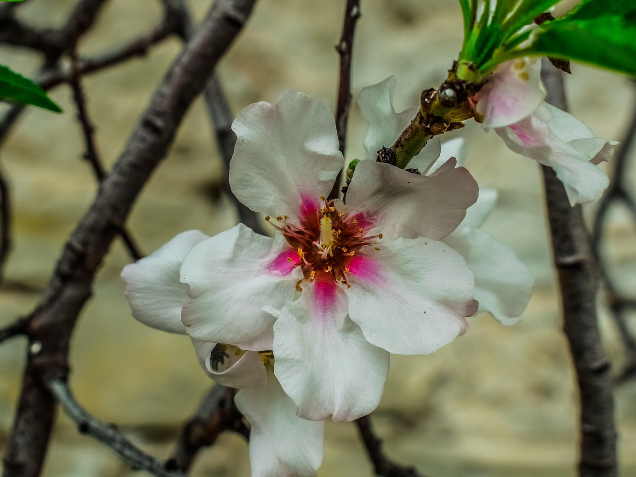 Cereza Flor Flora - Foto gratis en Pixabay - Pixabay
