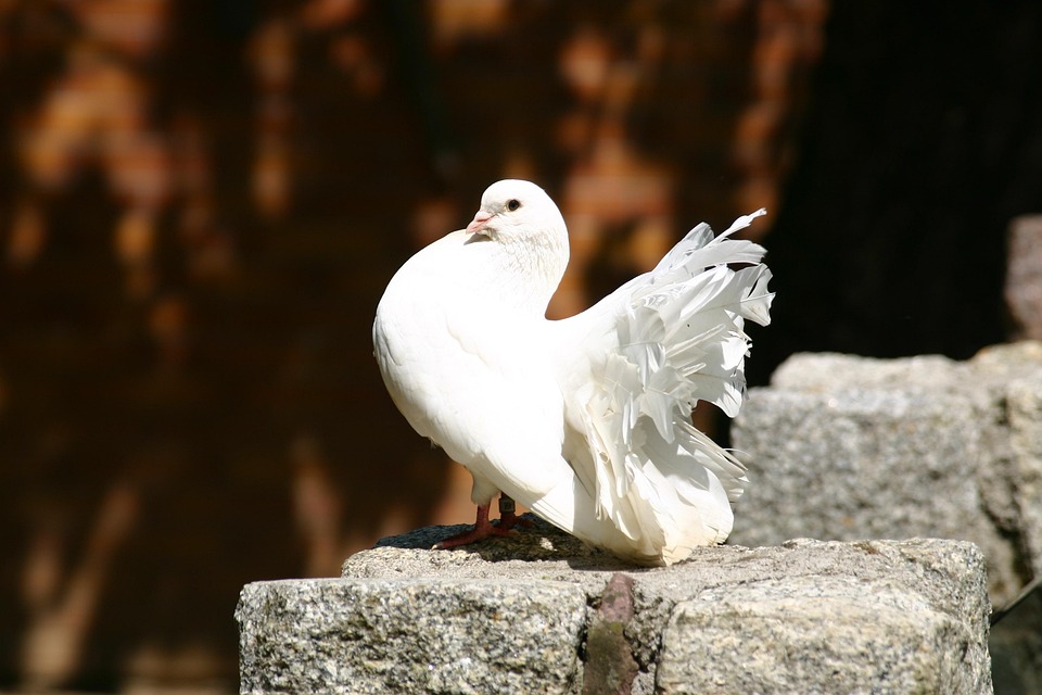 Colombe Oiseau Ressort - Photo gratuite sur Pixabay - Pixabay