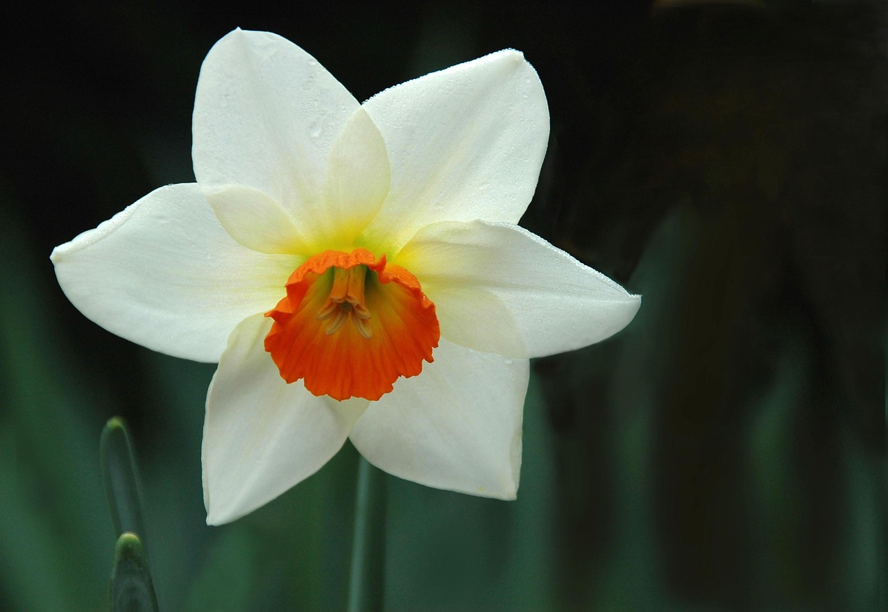 Narcisse Printemps Fleur - Photo gratuite sur Pixabay