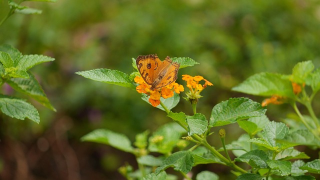 Alam Daun Flora Di Luar - Foto gratis di Pixabay - Pixabay