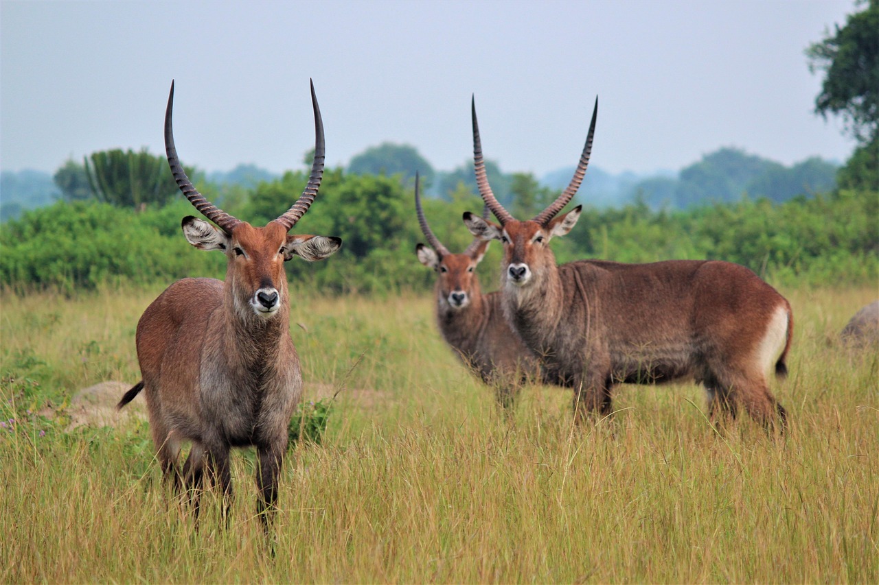 Mammal Grass Wildlife - Free photo on Pixabay