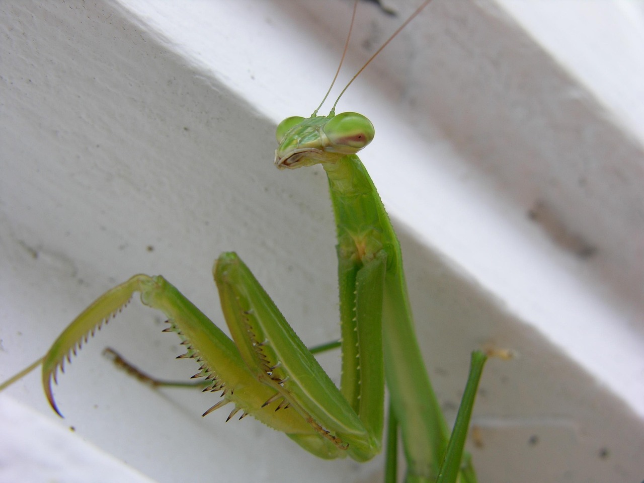 Insecto Invertebrado Naturaleza - Foto gratis en Pixabay - Pixabay
