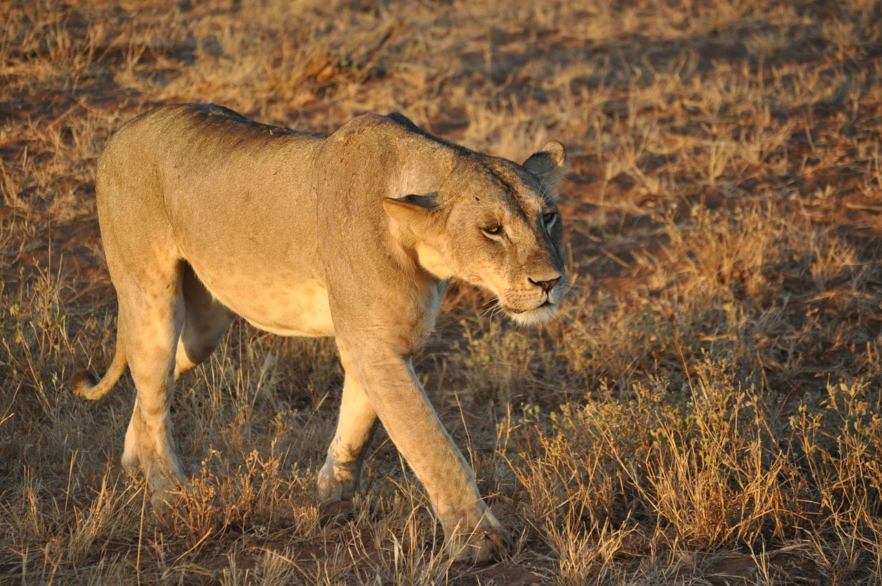 8.000+ Gambar Singa Tsavo & Singa Gratis - Pixabay
