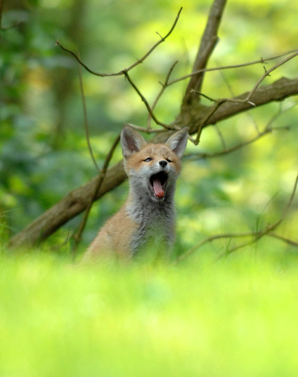 Mamífero La Vida Silvestre - Foto gratis en Pixabay