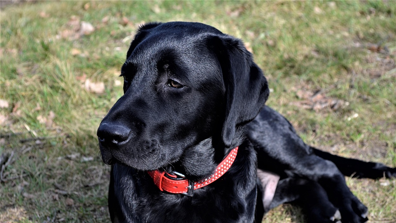 Animal Kingdom Dog Mammals - Free photo on Pixabay - Pixabay