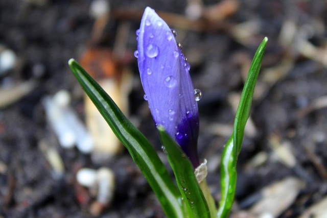 Crocus Début Du Printemps Fleurs - Photo gratuite sur Pixabay - Pixabay