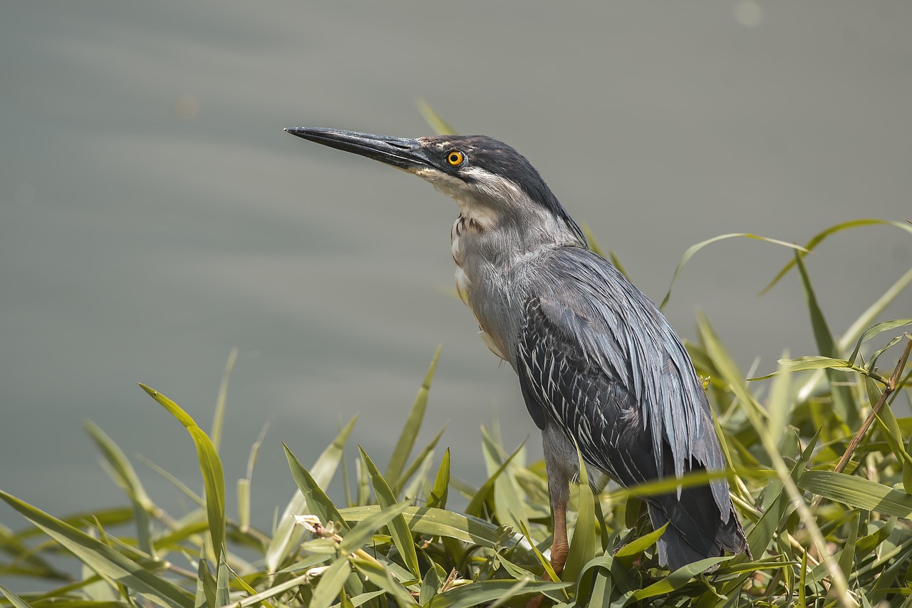 Oiseaux Faune La Nature - Photo gratuite sur Pixabay - Pixabay