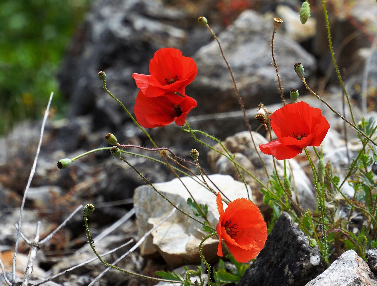 Wildblumen Pippy Rot - Kostenloses Foto auf Pixabay - Pixabay