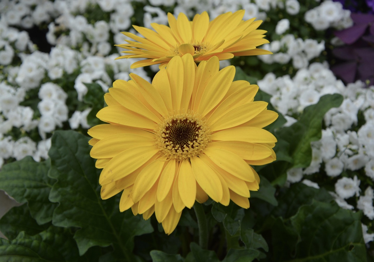 Flor Planta Gerbera Amarilla - Foto gratis en Pixabay - Pixabay