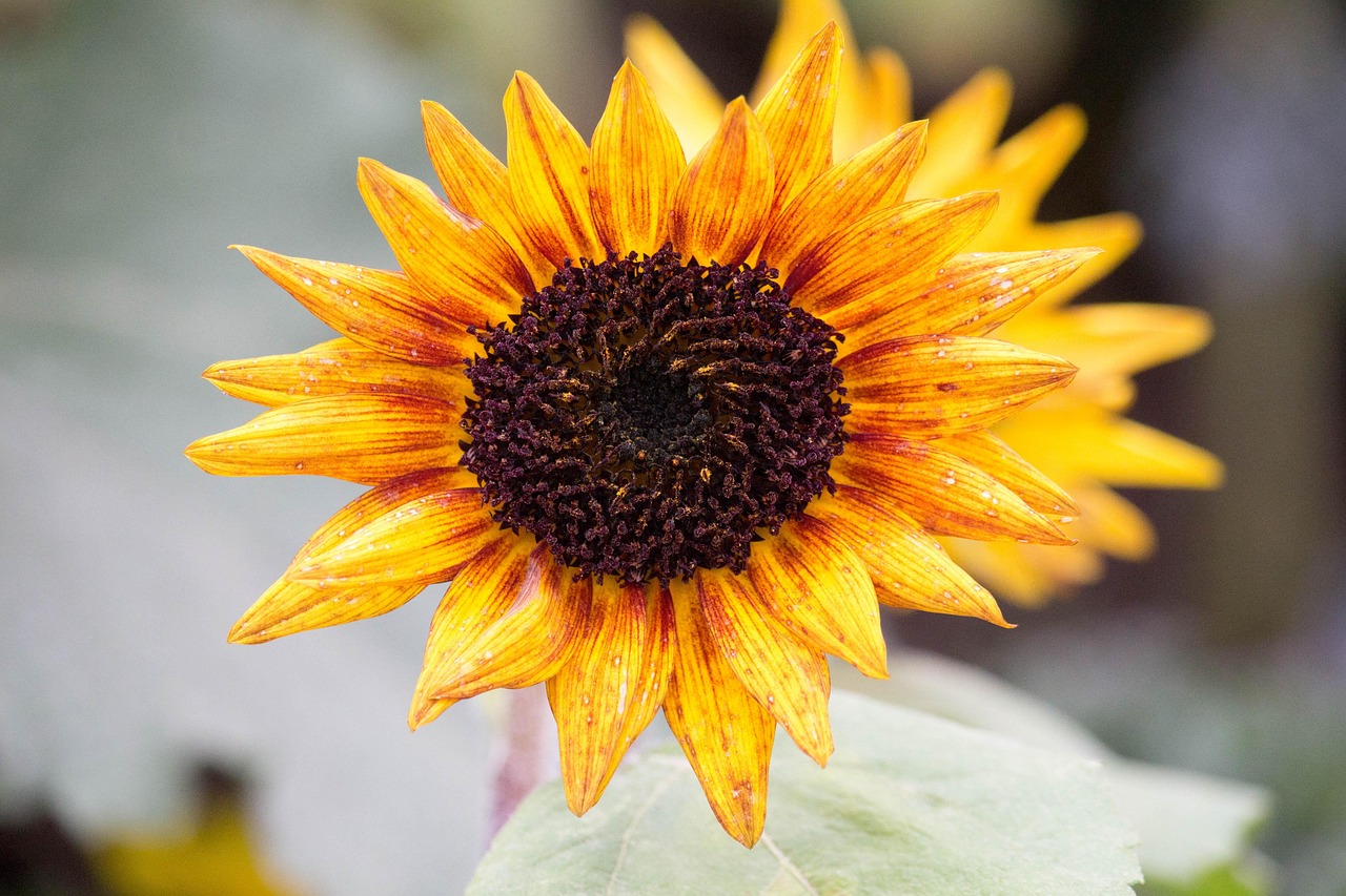 Flor Flora Naturaleza El - Foto gratis en Pixabay - Pixabay